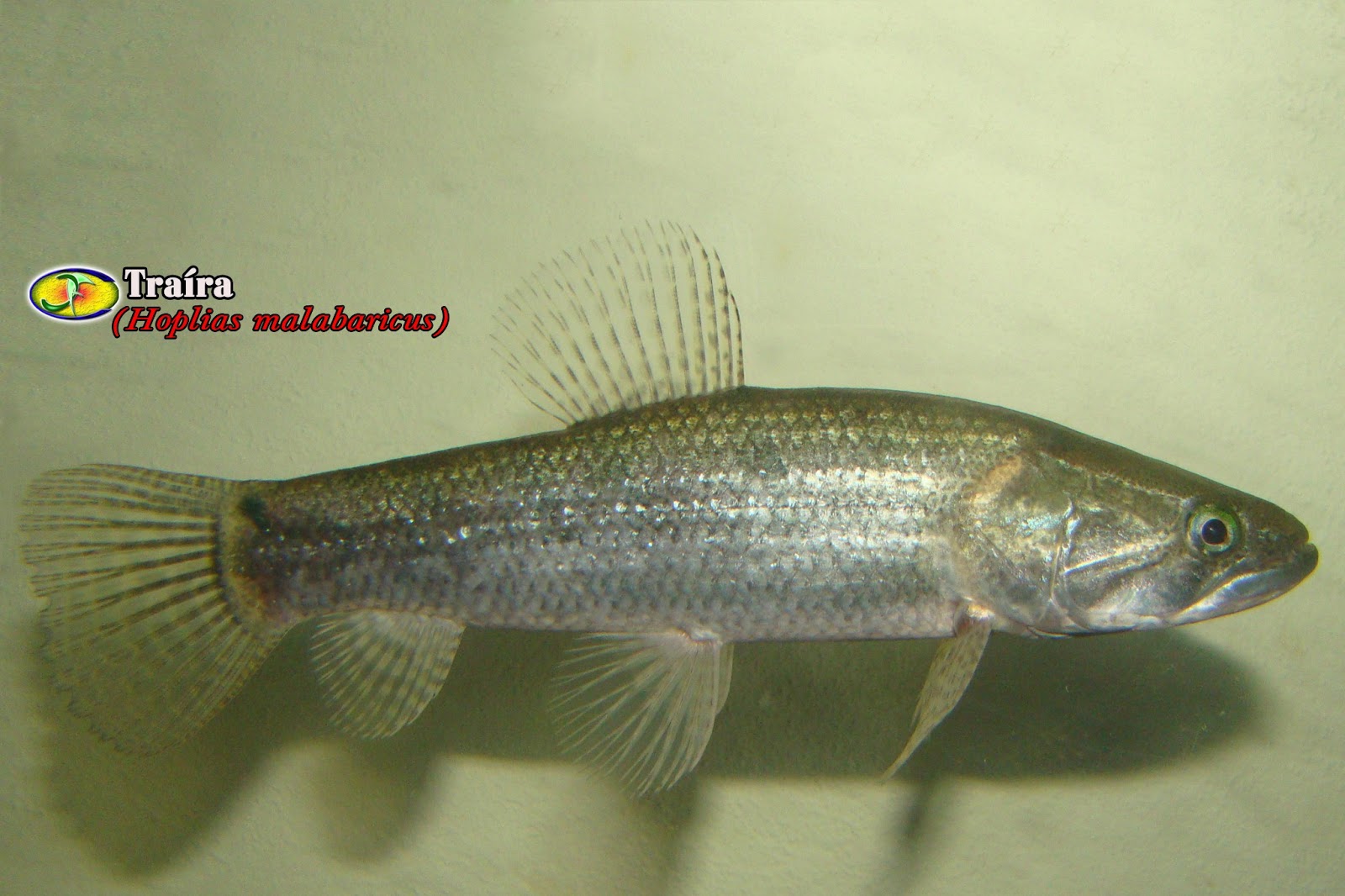 Zoologia: Traira (Hoplias malabaricus)